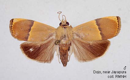 Papua Insects Foundation (Lepidoptera/Immidae/Imma obliquefasciata)